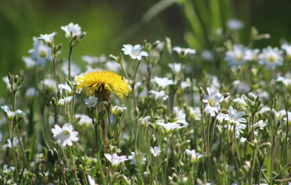 Download wallpaper flower, spring, meadow, section nature in resolution ...