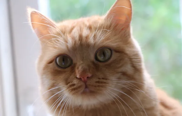 Download wallpaper animals, cat, cats, red, cat, section animals in ...