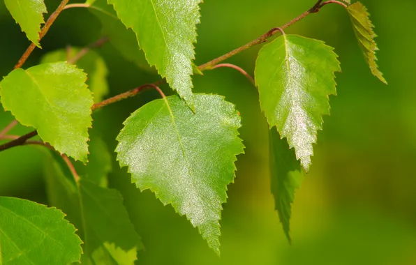 Wallpaper green, leaf, twig for mobile and desktop, section природа ...