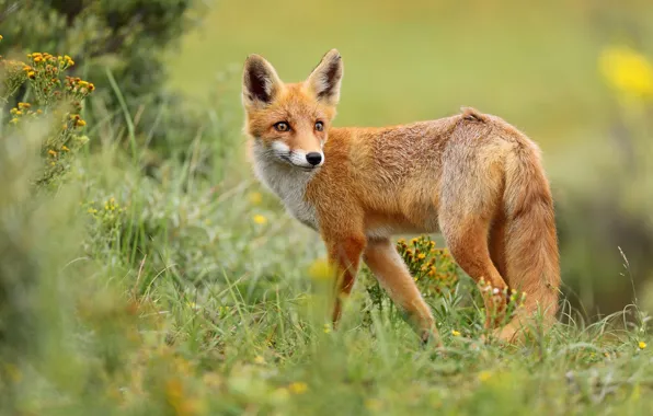 Wallpaper grass, look, nature, pose, Fox for mobile and desktop ...