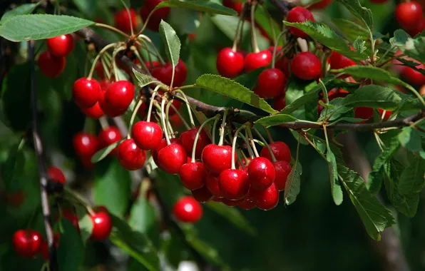 Wallpaper beauty, harvest, cherry, cottage images for desktop, section ...