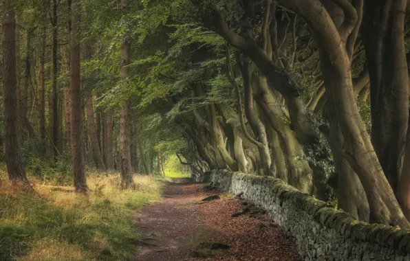 Download wallpaper forest, Park, alley, section landscapes in ...