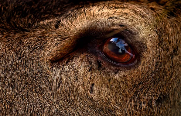 Download wallpaper eye, deer, close up, section macro in resolution ...