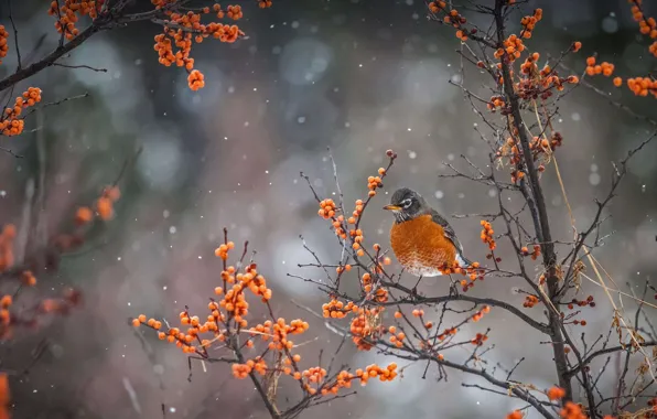 Wallpaper winter, snow, winter, snow, thrush, American Robin for mobile ...