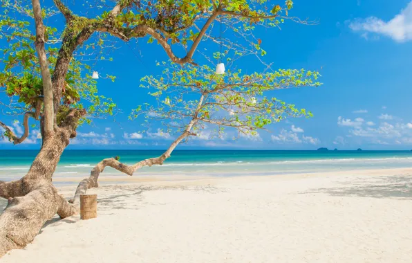 Wallpaper sea, beach, summer, tropics, Nature, Tree, blue water for ...