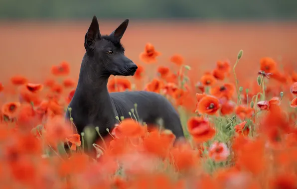 Wallpaper field, summer, flowers, red, black, Maki, dog, poppy field ...
