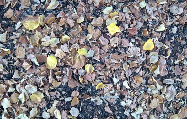 Wallpaper wallpaper, texture, autumn, leaves, ground for mobile and ...