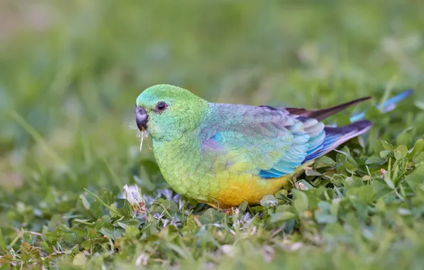 Download wallpaper grass, bird, glade, parrot, wavy, section animals in ...