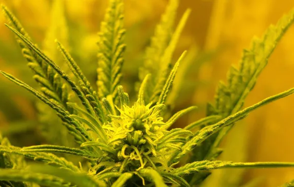 Wallpaper flower, weed, cannabis, weed, shag for mobile and desktop ...