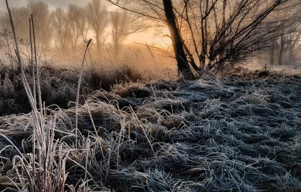 Download wallpaper winter, frost, nature, section nature in resolution ...