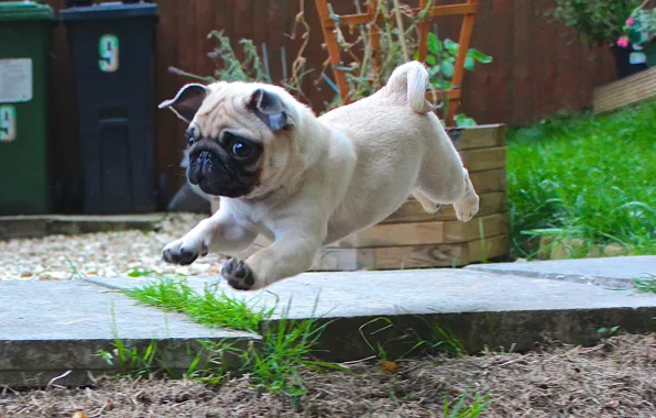 Wallpaper puppy, cute, pug for mobile and desktop, section собаки ...