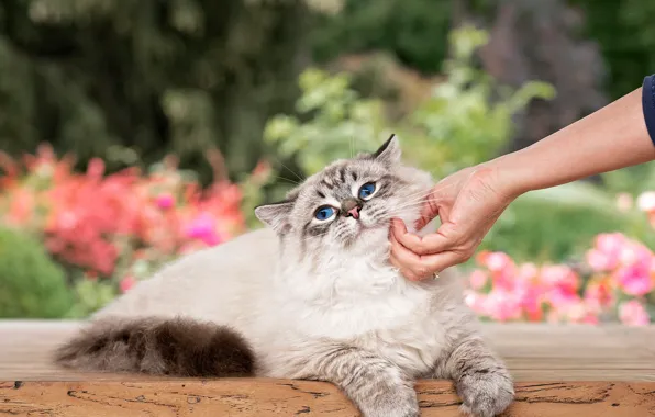 Download wallpaper cat, cat, nature, hands, weasel, Ragdoll, section ...