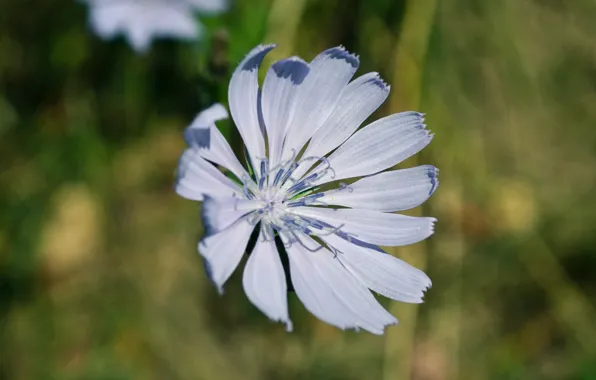 Wallpaper greens, summer, grass, flowers, chicory, wild flower for ...