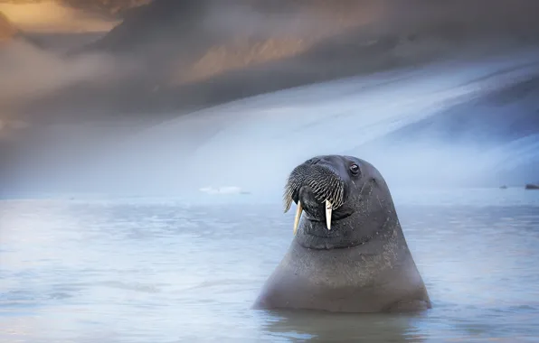 Wallpaper winter, look, face, mountains, fog, bathing, walrus, pond for ...