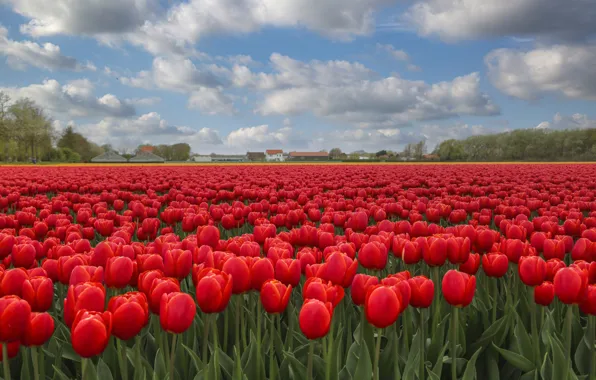 Download wallpaper field, flowers, spring, tulips, red, plantation ...