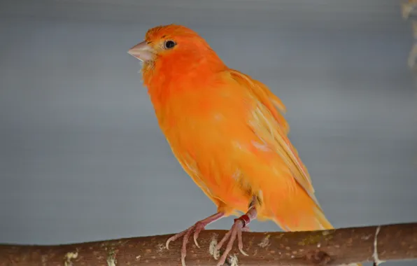 Wallpaper bird, color, feathers, beak, Canary for mobile and desktop ...