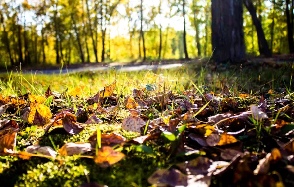 Wallpaper autumn, leaves, nature for mobile and desktop, section ...