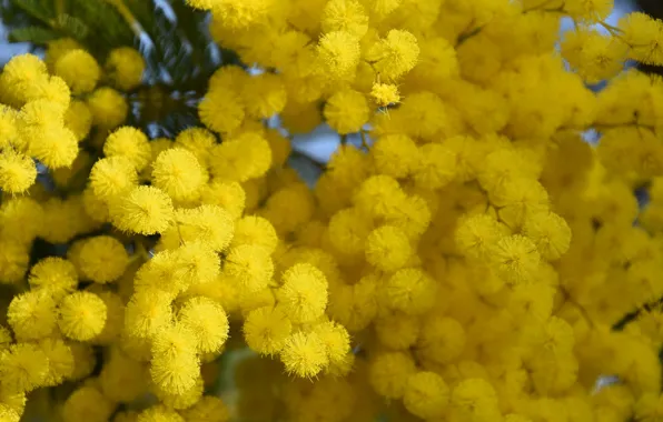 Wallpaper Spring, flowering, Mimosa for mobile and desktop, section ...