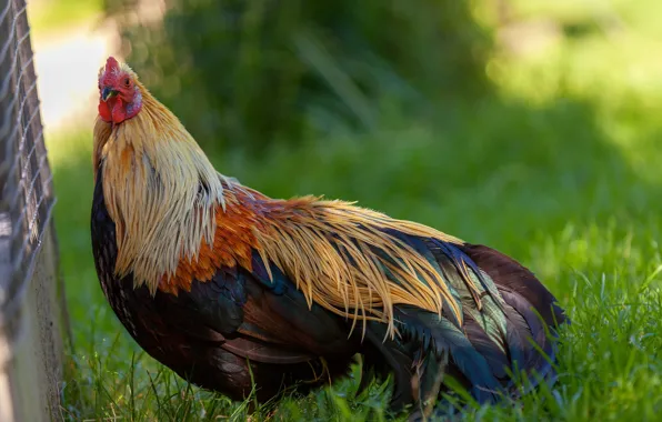 Wallpaper summer, nature, travel, stay, bird, beauty, August, walk for ...