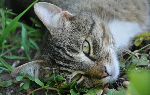 Download wallpaper grass, cat, Kote, section cats in resolution 1920x1080