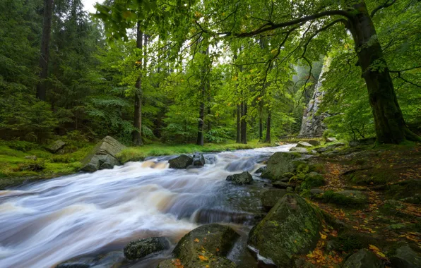 Wallpaper forest, river, stones, Germany, Germany, Saxony, Saxony, The ...
