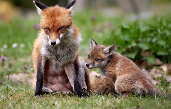 Wallpaper look, glade, Fox, pair, Fox, sitting, cub, mother for mobile ...