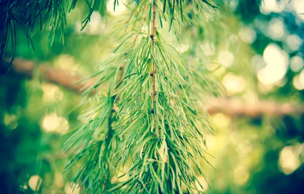 Wallpaper forest, needles, tree, spruce for mobile and desktop, section ...