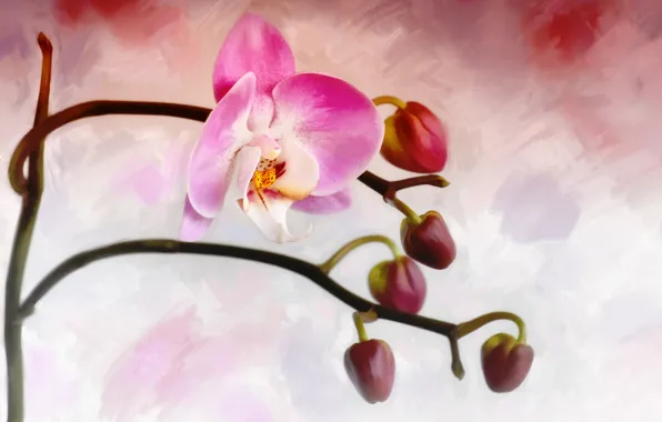 Download wallpaper flower, Bud, Orchid, section painting in resolution ...