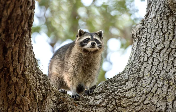 Wallpaper trees, portrait, raccoon, face for mobile and desktop ...