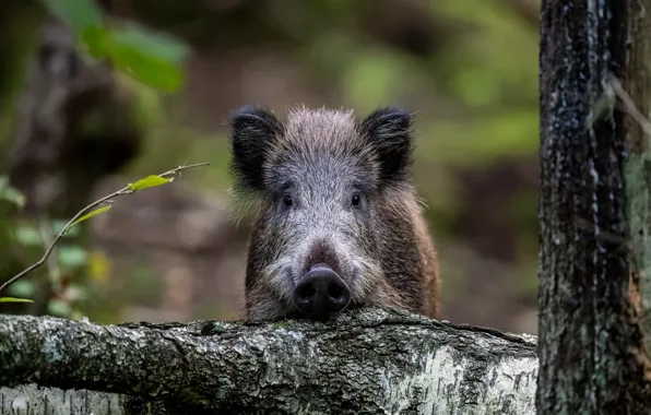 Download wallpaper look, face, tree, portrait, log, boar, young, hog ...