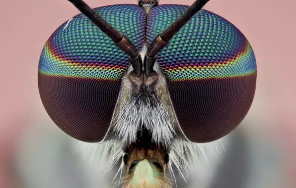 Wallpaper eyes, fly, background for mobile and desktop, section макро ...