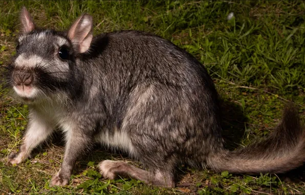 Wallpaper nature, animal, Australia, animals, nature, rodent, Australia ...