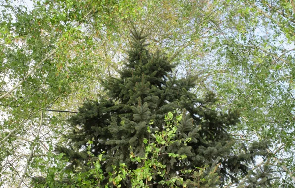 Download wallpaper nature, tree, birch, Mamala ©, section nature in ...