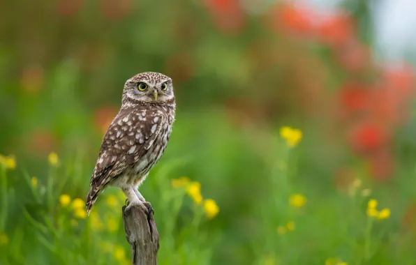 Wallpaper nature, bird, bokeh, owl for mobile and desktop, section ...
