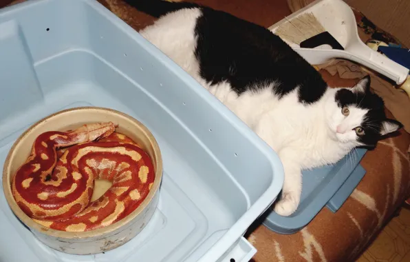 Wallpaper cat, each, snake for mobile and desktop, section животные ...