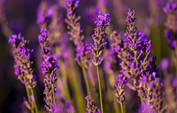 Wallpaper macro, light, flowers, stems, lavender, lilac for mobile and ...