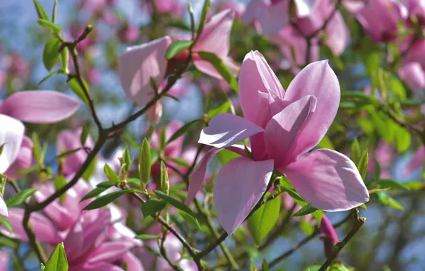 Wallpaper branches, pink, Magnolia for mobile and desktop, section ...