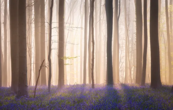 Wallpaper forest, flowers, fog, spring, bells for mobile and desktop ...