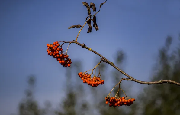 Wallpaper the sky, sprig, Rowan for mobile and desktop, section природа ...
