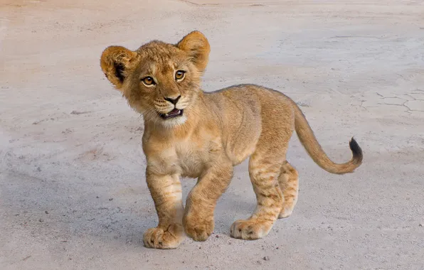 Wallpaper art, The Lion King, Simba, Simba for mobile and desktop ...