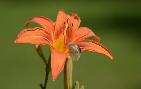 Wallpaper flower, nature, butterfly, daylilies for mobile and desktop ...