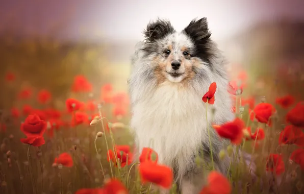 Wallpaper flowers, Maki, dog for mobile and desktop, section собаки ...