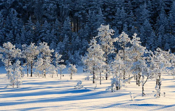 Wallpaper winter, frost, forest, light, snow, trees, nature, the snow ...