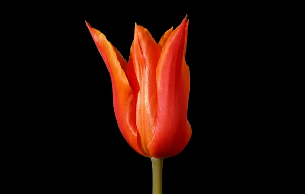 Wallpaper minimalism, black background, red Tulip, buon for mobile and ...