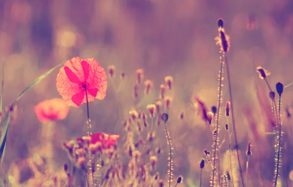 Wallpaper field, poppy, blumming for mobile and desktop, section ...