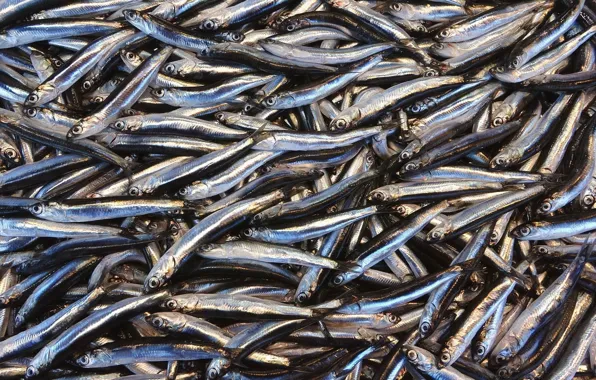 Wallpaper food, fish, anchovy for mobile and desktop, section еда ...