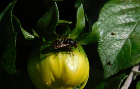 Wallpaper flowers, OSA, insect, dahlias for mobile and desktop, section ...