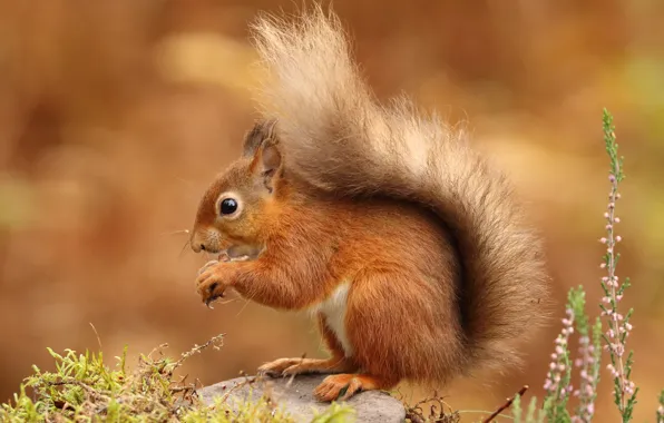 Wallpaper nature, pose, background, stone, moss, protein, animal, red ...