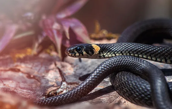 Wallpaper look, snake, bokeh for mobile and desktop, section животные, resolution 3200x2133 ...