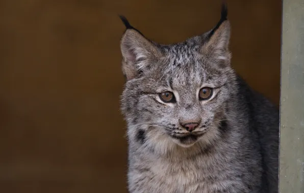 Download wallpaper look, background, portrait, lynx, face, a small lynx ...
